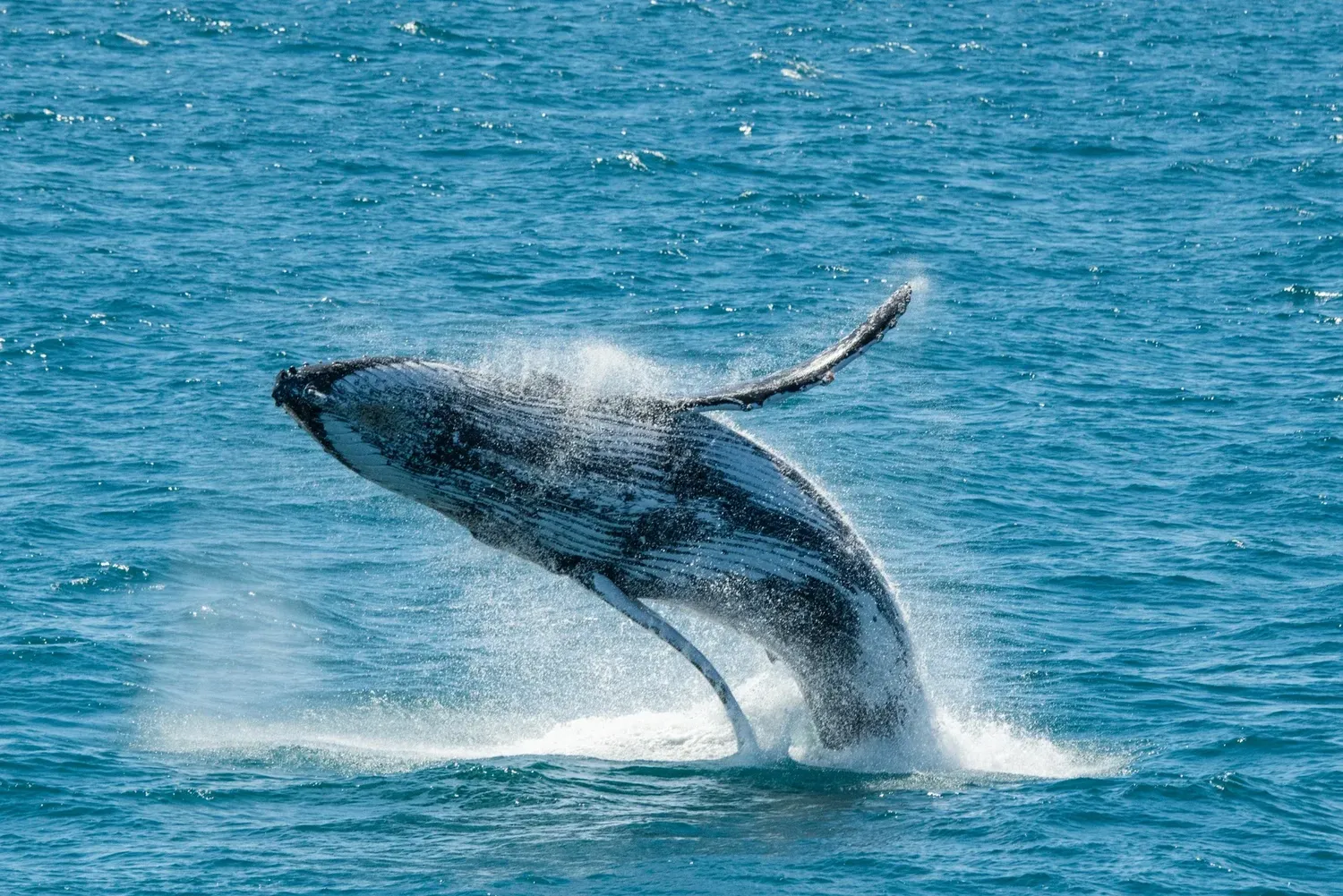 10 Night Ponant West Coast Odyssey | Small Ship Luxury Cruising | Walk ...