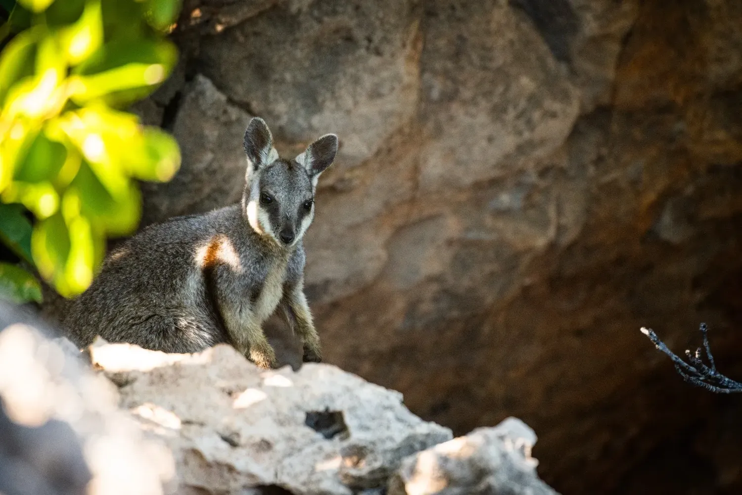 10 Night Ponant West Coast Odyssey | Small Ship Luxury Cruising | Walk ...