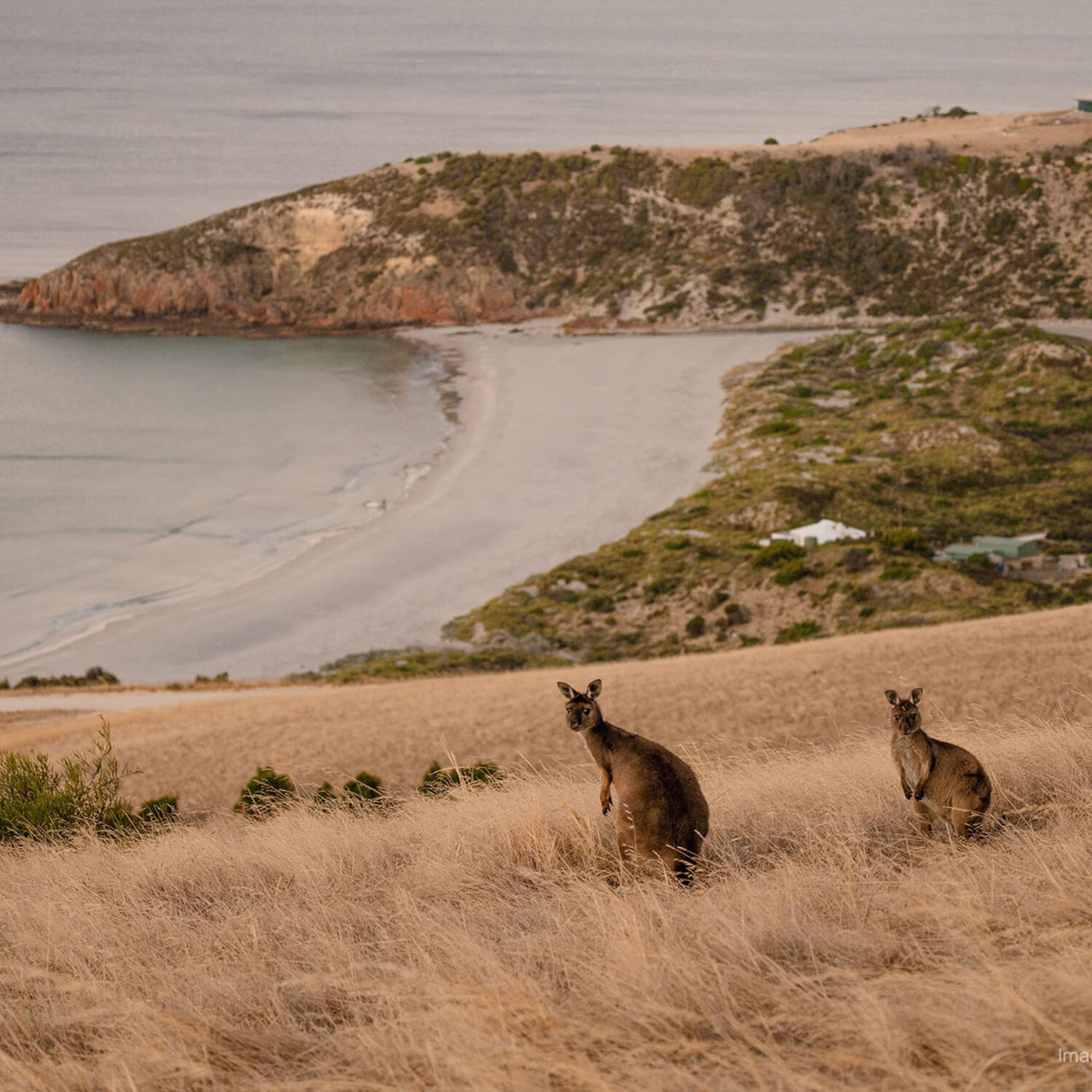 Weather in Kangaroo Islande| Walk Into Luxury