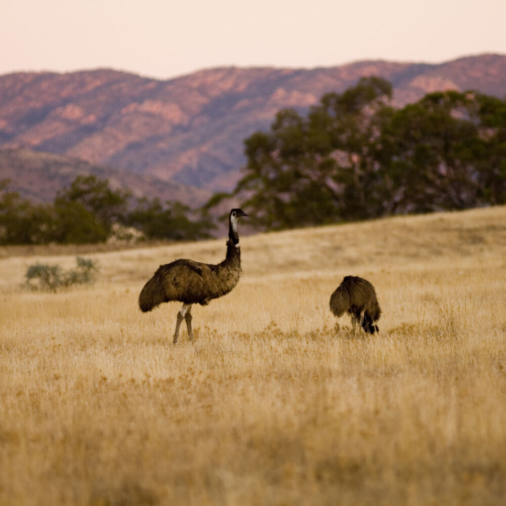 7 Day Flinders Ranges and Barossa JourneyFlinders Ranges and Barossa ...