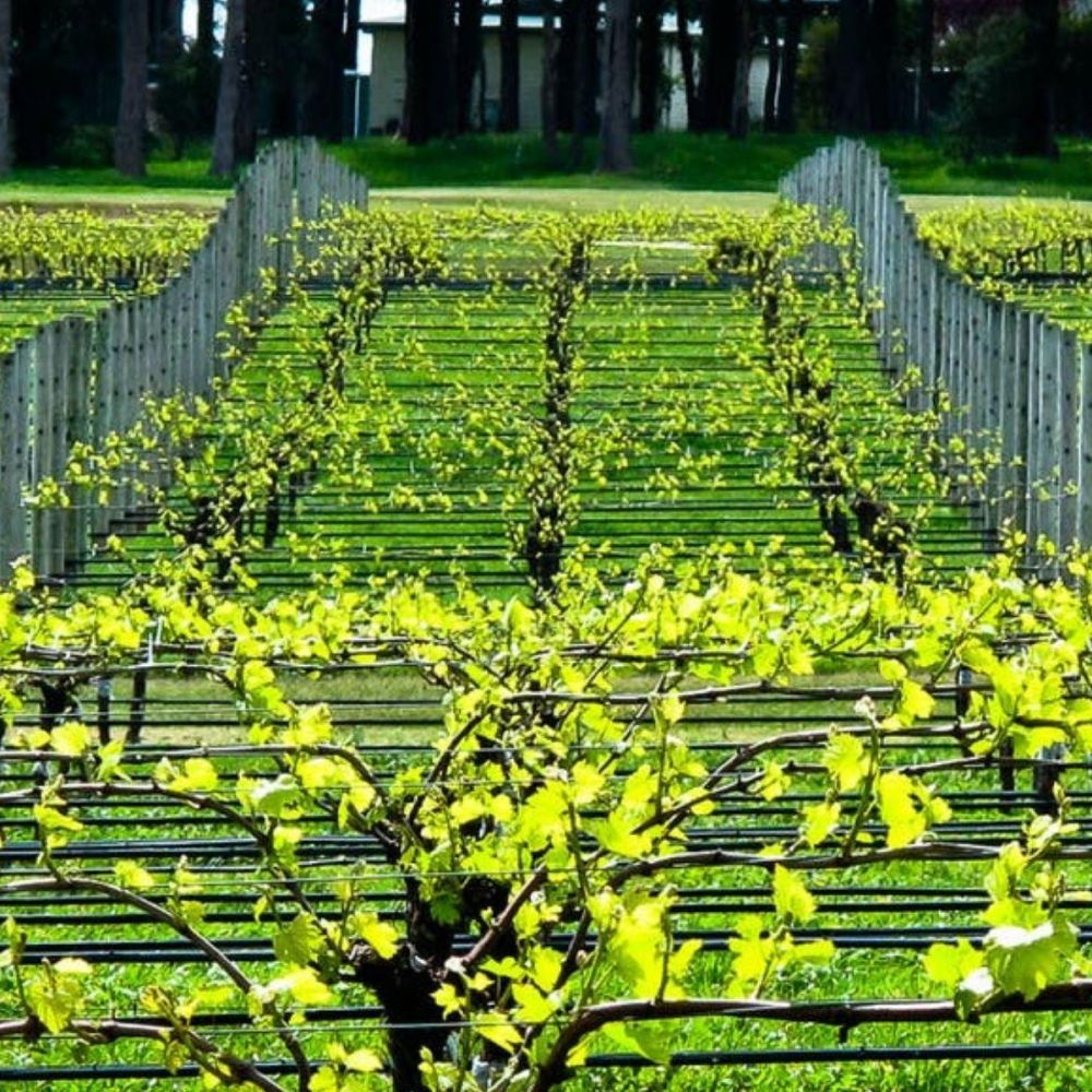 Cape Lodge, Margaret River | Luxury Lodge of Australia in Margaret ...